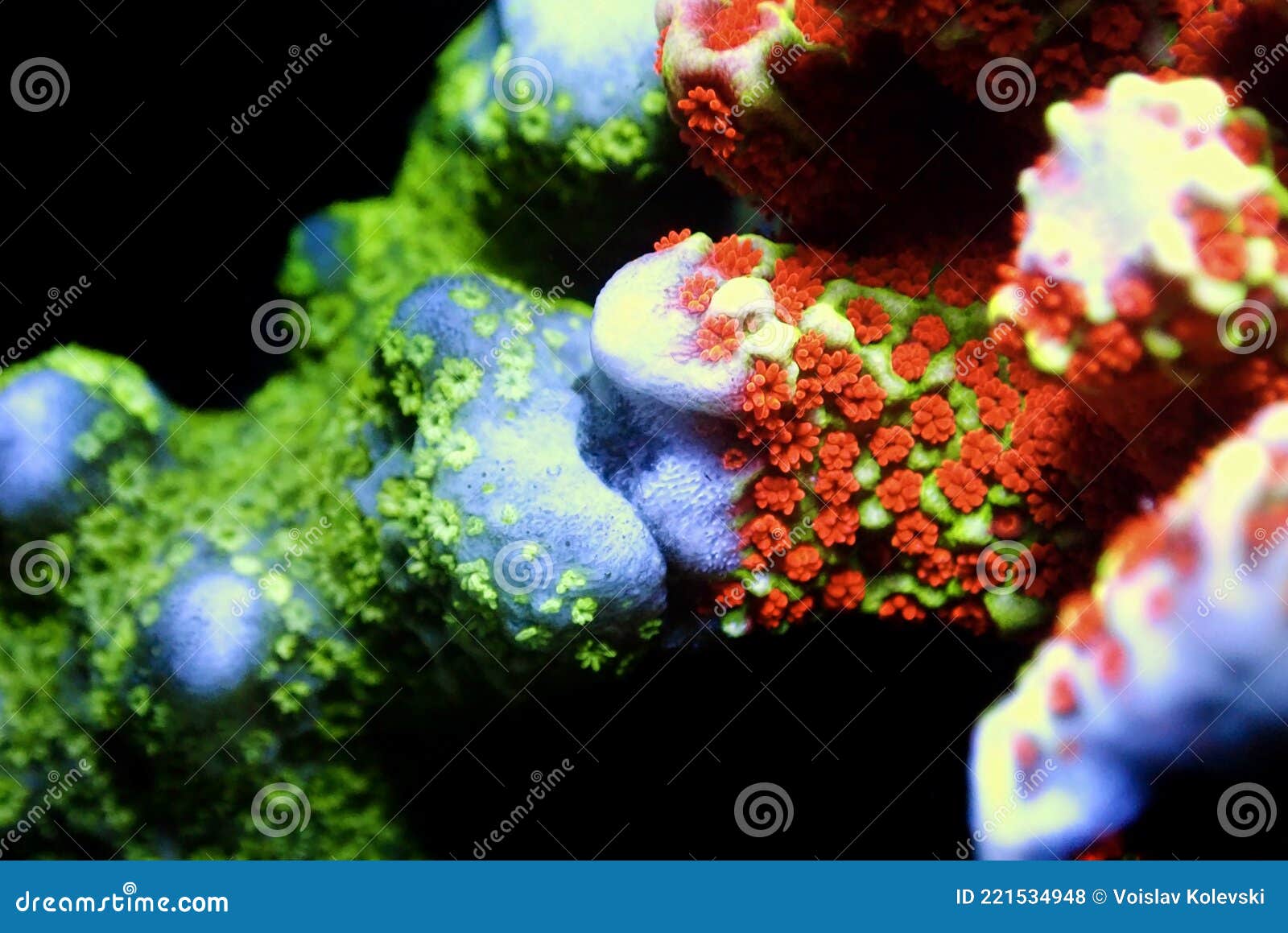 Ultra Macro Polyps Scene from Montipora Short Polyp Stony Coral Stock ...