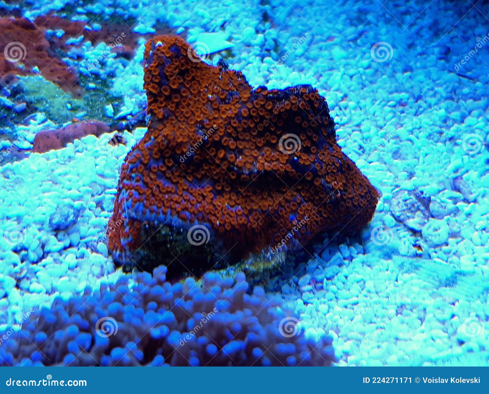 Ultra Macro Polyps Scene from Montipora Short Polyp Stony Coral Stock ...