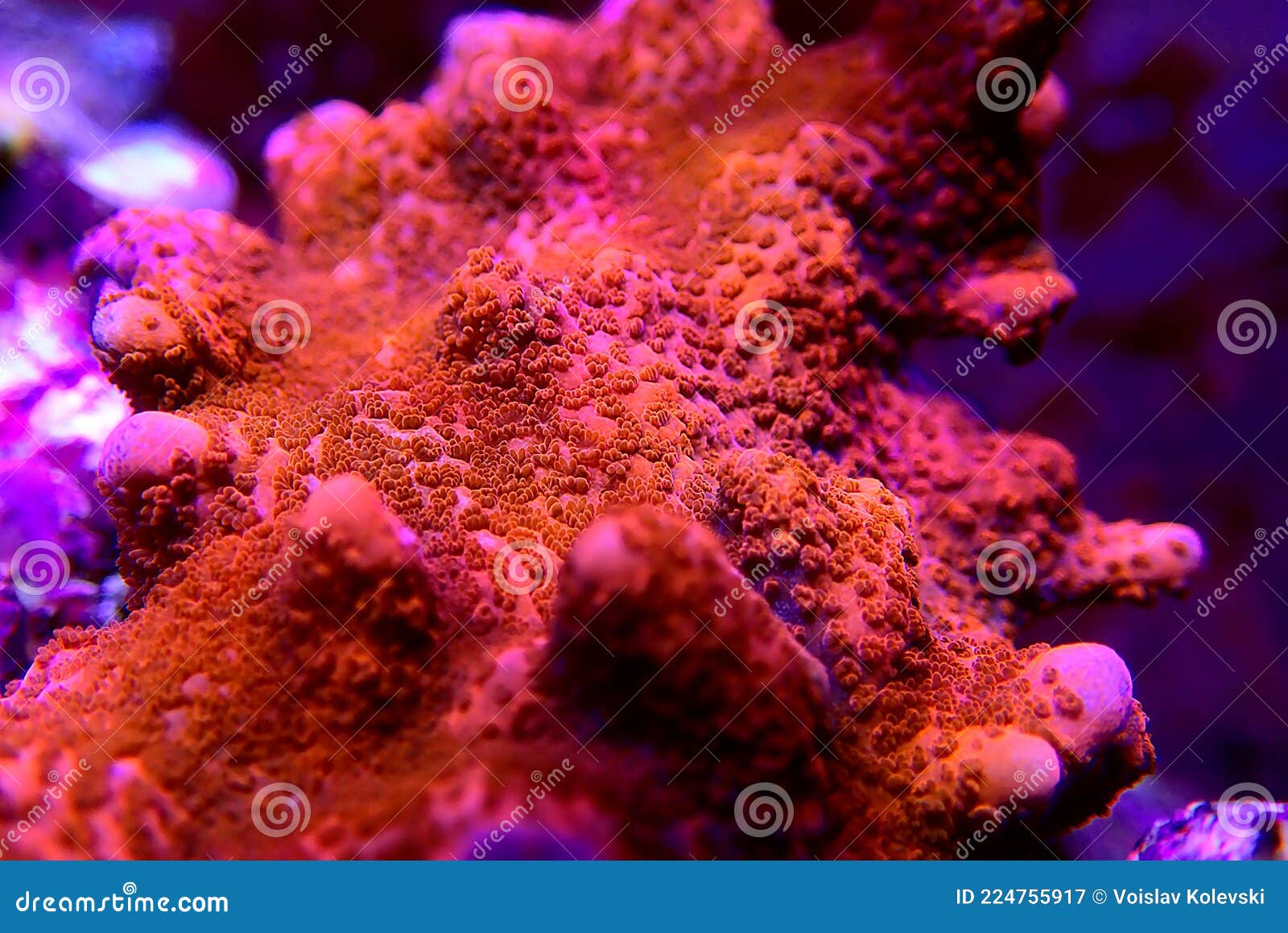Ultra Macro Polyps Scene from Montipora Short Polyp Stony Coral Stock ...