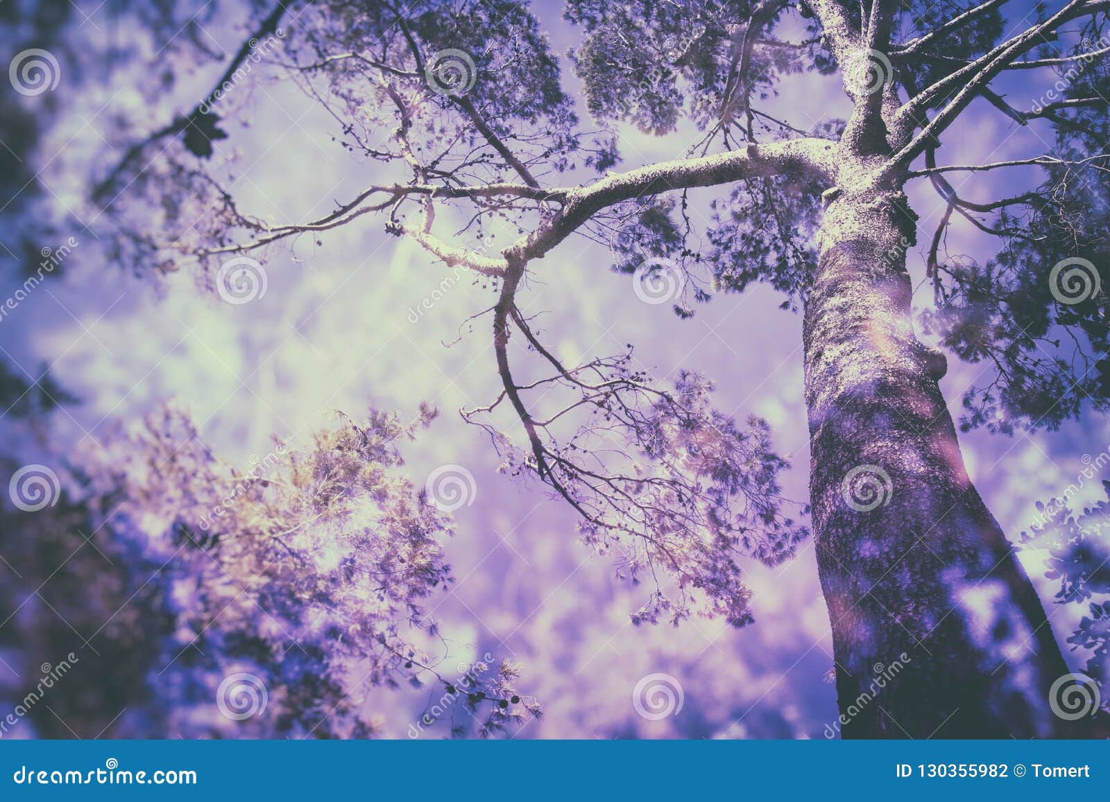 Ultra Violet Background Effect with Double Exposure and Abstract Trees ...