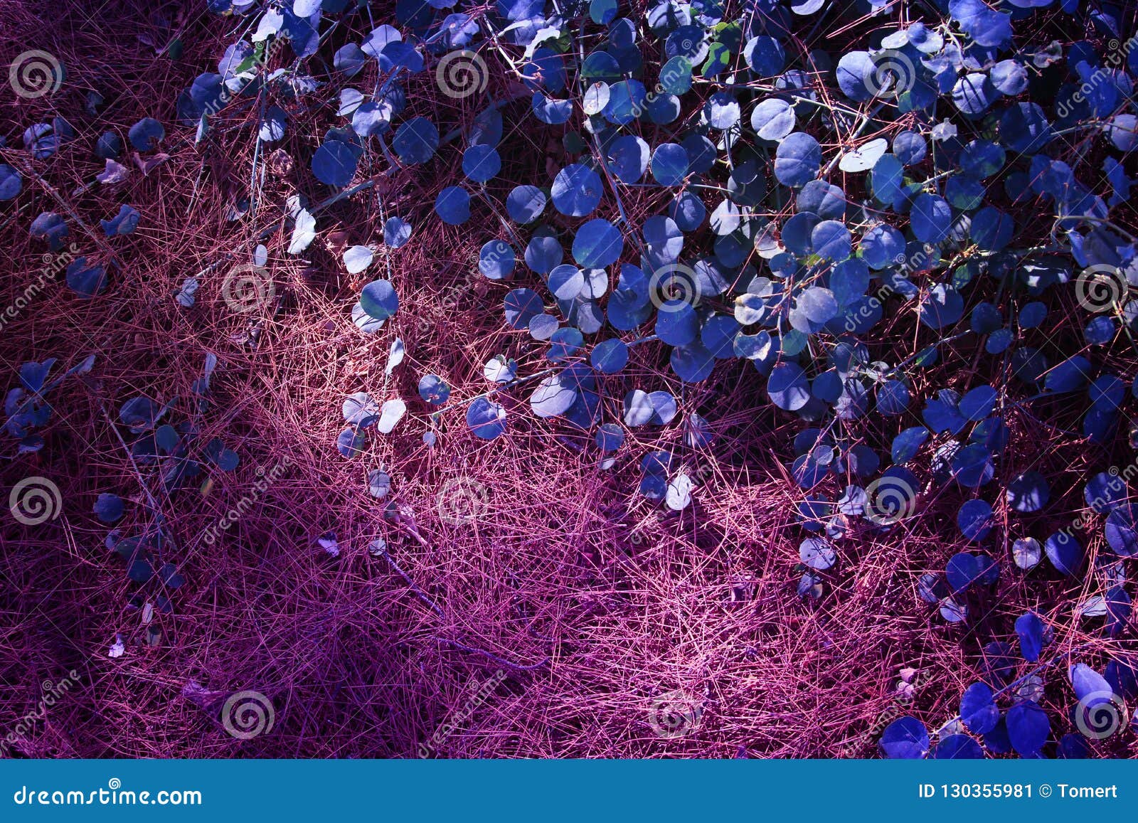 Ultra Violet Background Effect with Forest Fresh Flora. Stock Image ...