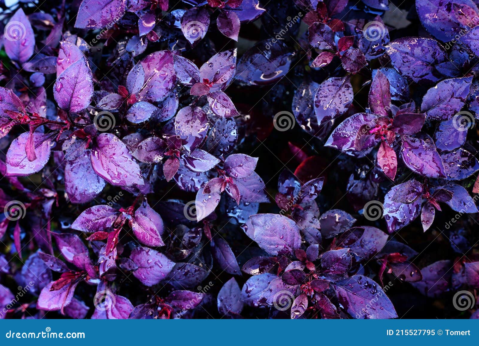 Ultra Violet Background Effect Made of Fresh Leaves Stock Image - Image ...