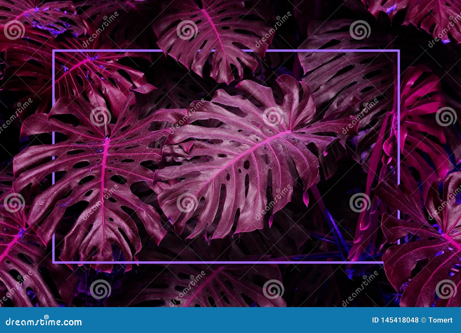 Ultra Violet Background Effect Made of Monstera Tropical Leaves Stock ...