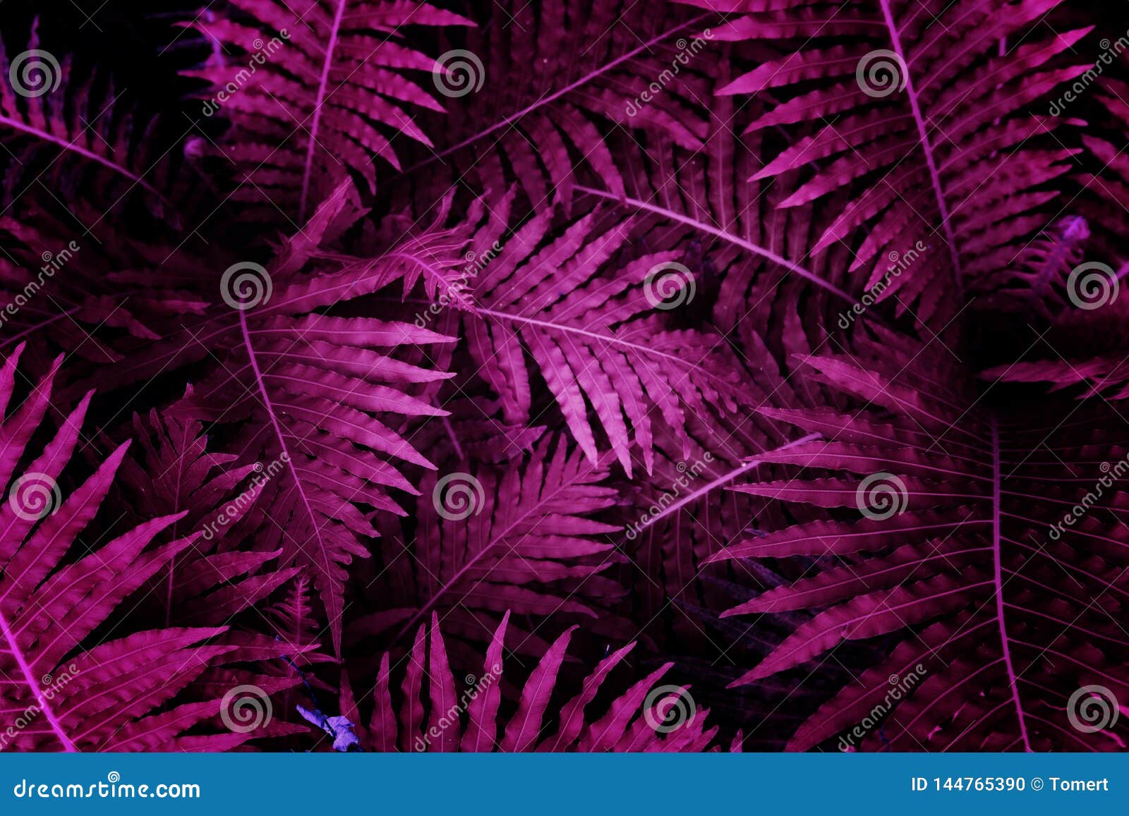 Ultra Violet Background Effect Made of Tropical Leaves Stock Photo ...