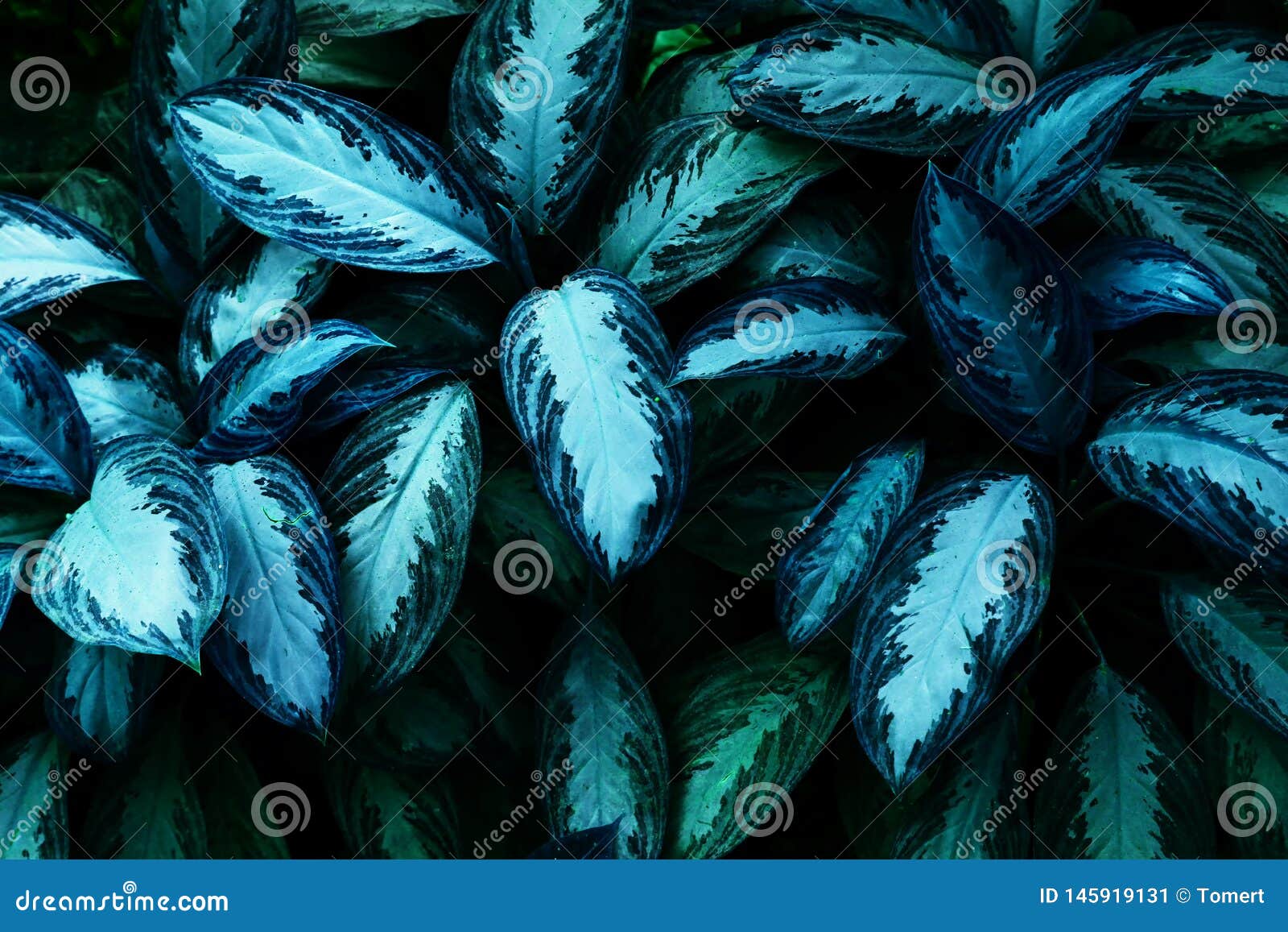 Ultra Violet Background Effect Made of Tropical Leaves Stock Image ...