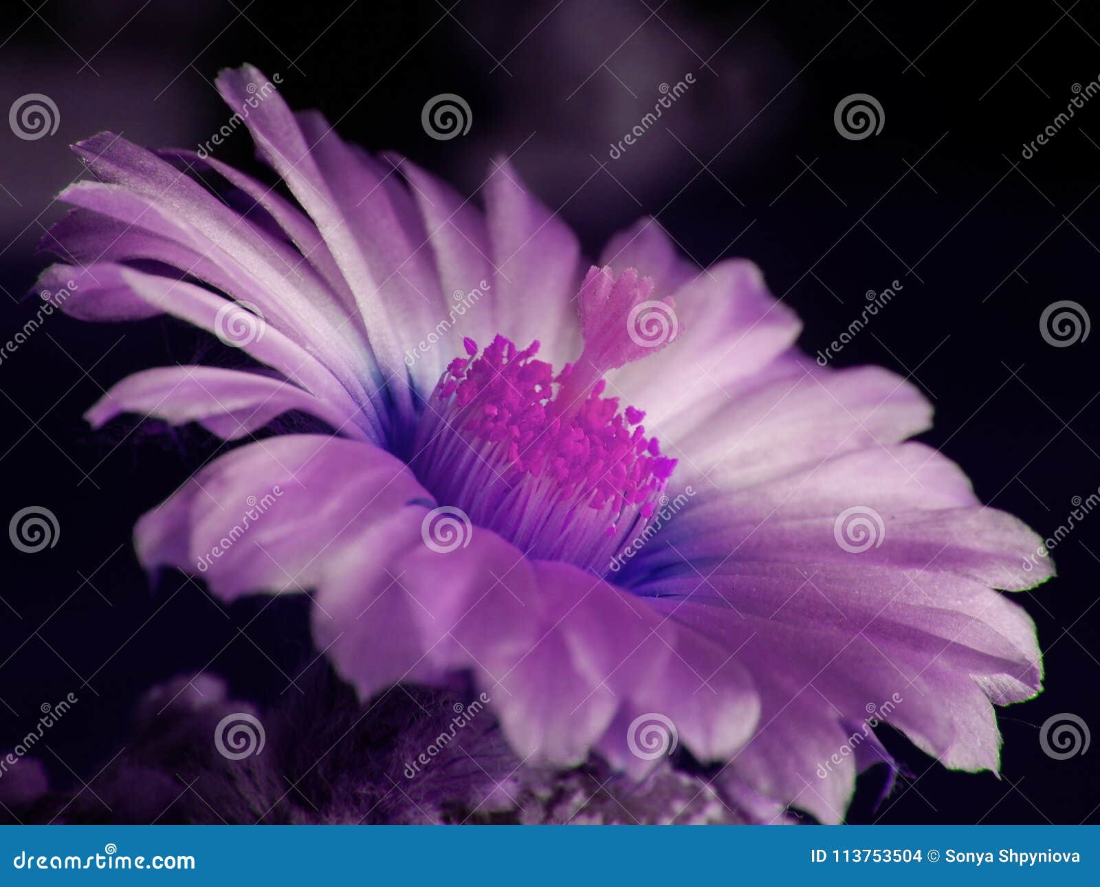 Ultra Violet Flower of Cactus Stock Photo - Image of macro, bright ...