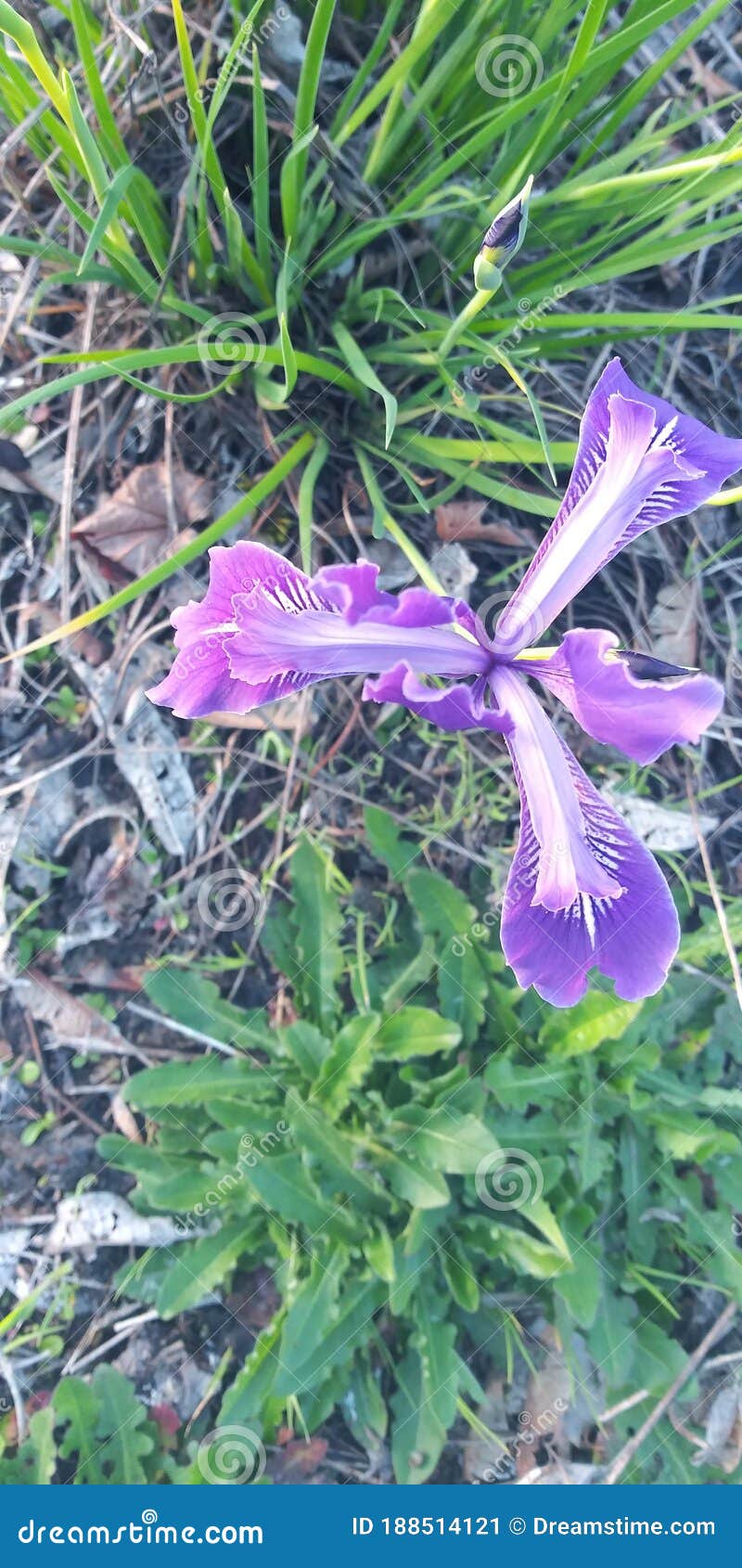 Ultra violet iris stock image. Image of violet, wildflower - 188514121