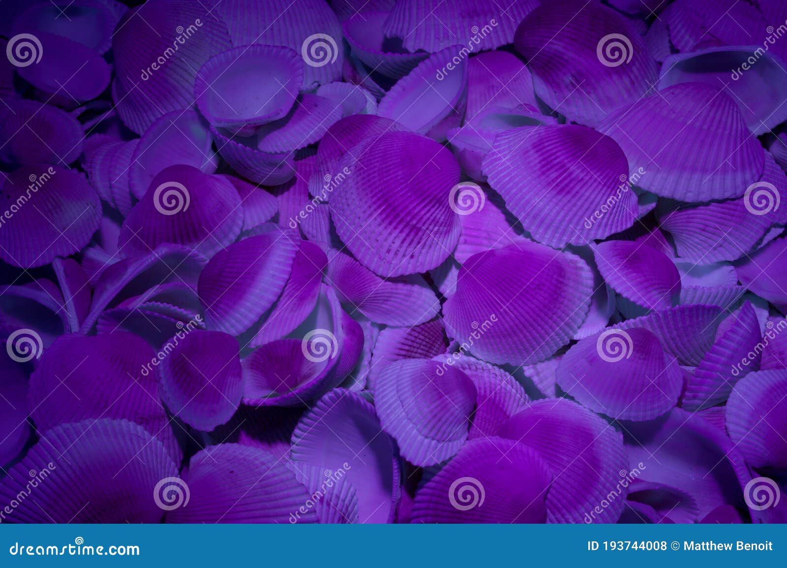 Ultra Violet Sea Shells stock photo. Image of coast - 193744008