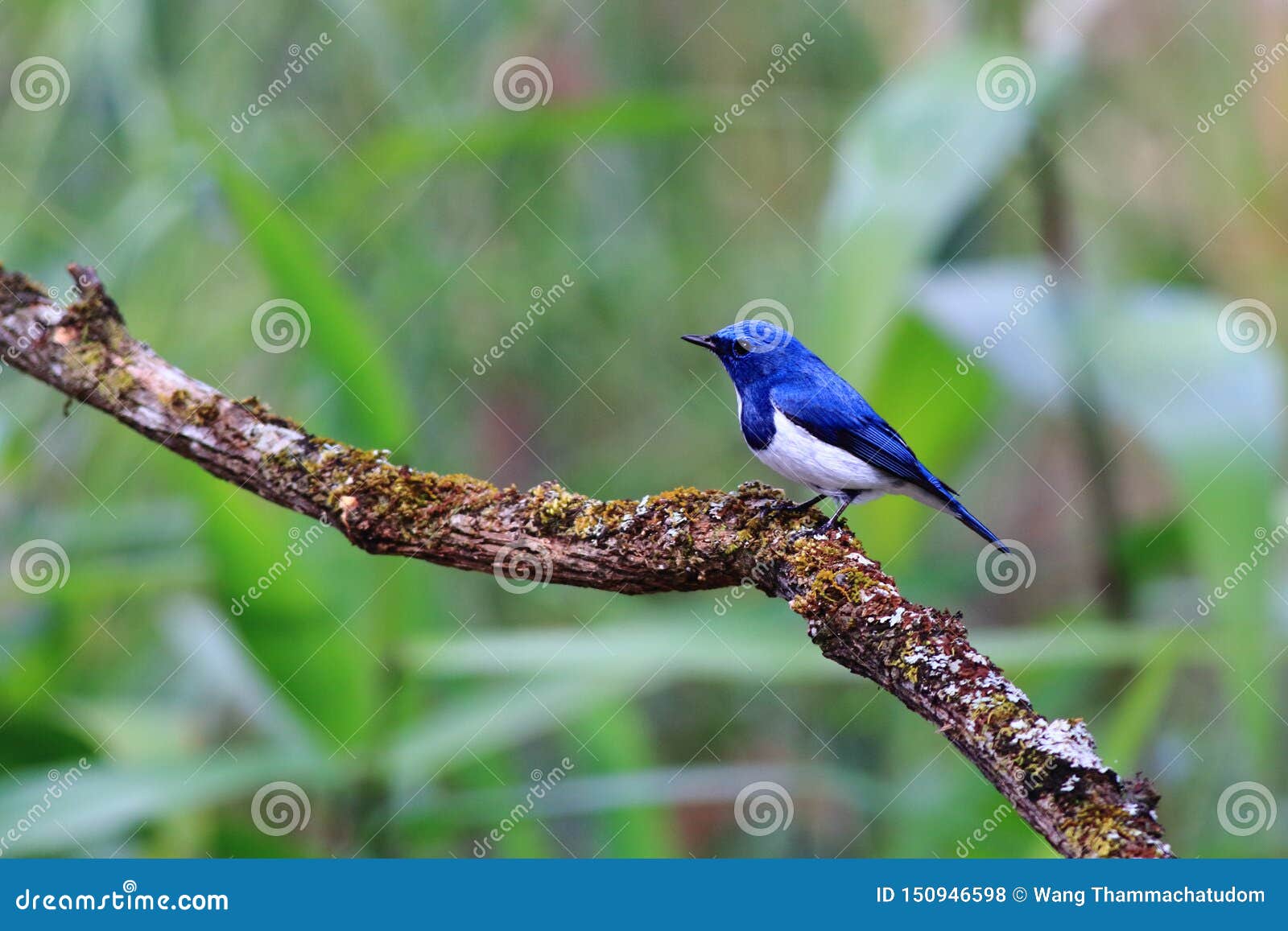 Ultramarine Flycatcher stock photo. Image of branch - 150946598