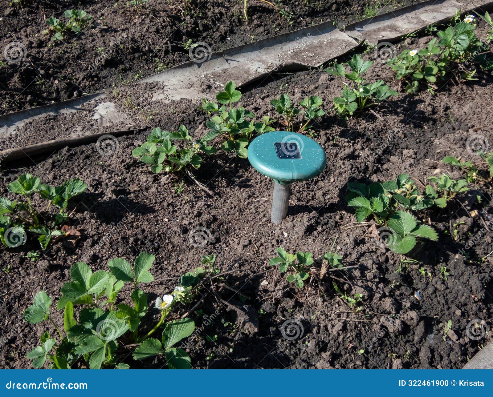 Ultrasonic, Solar-powered Mole Repellent or Repeller Device between ...