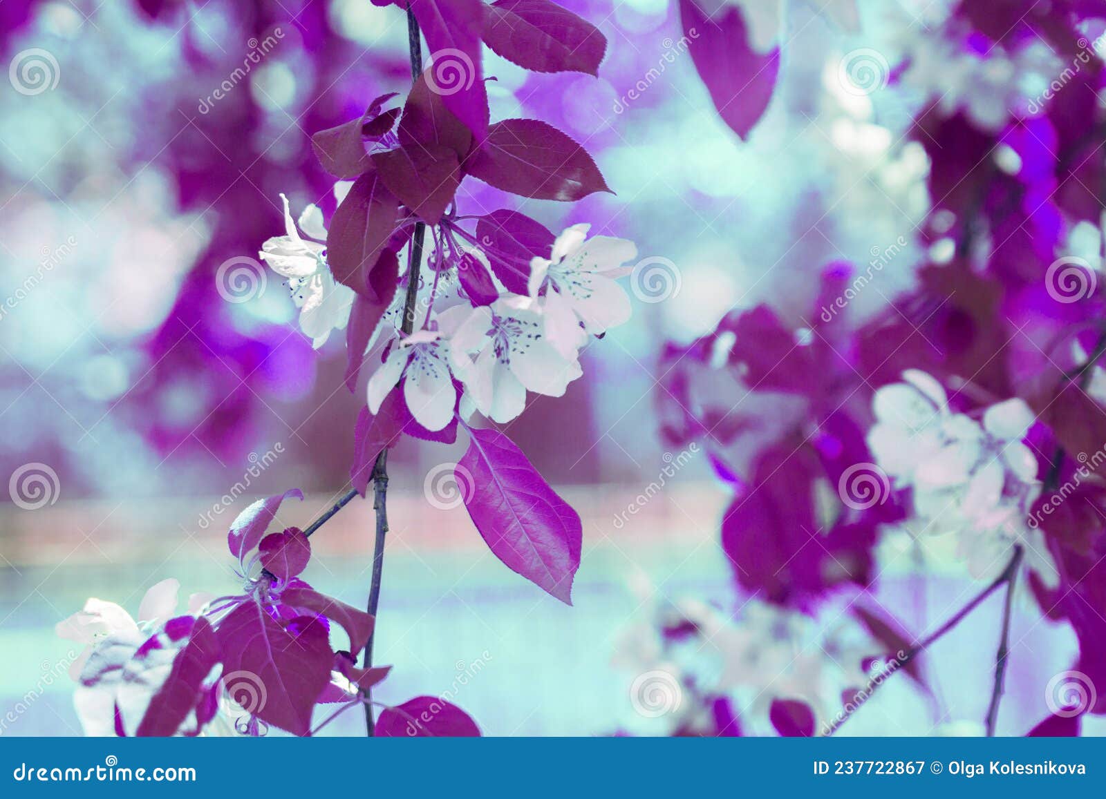 Ultraviolet Bloom Apple Tree Stock Image - Image of blur, indigo: 237722867