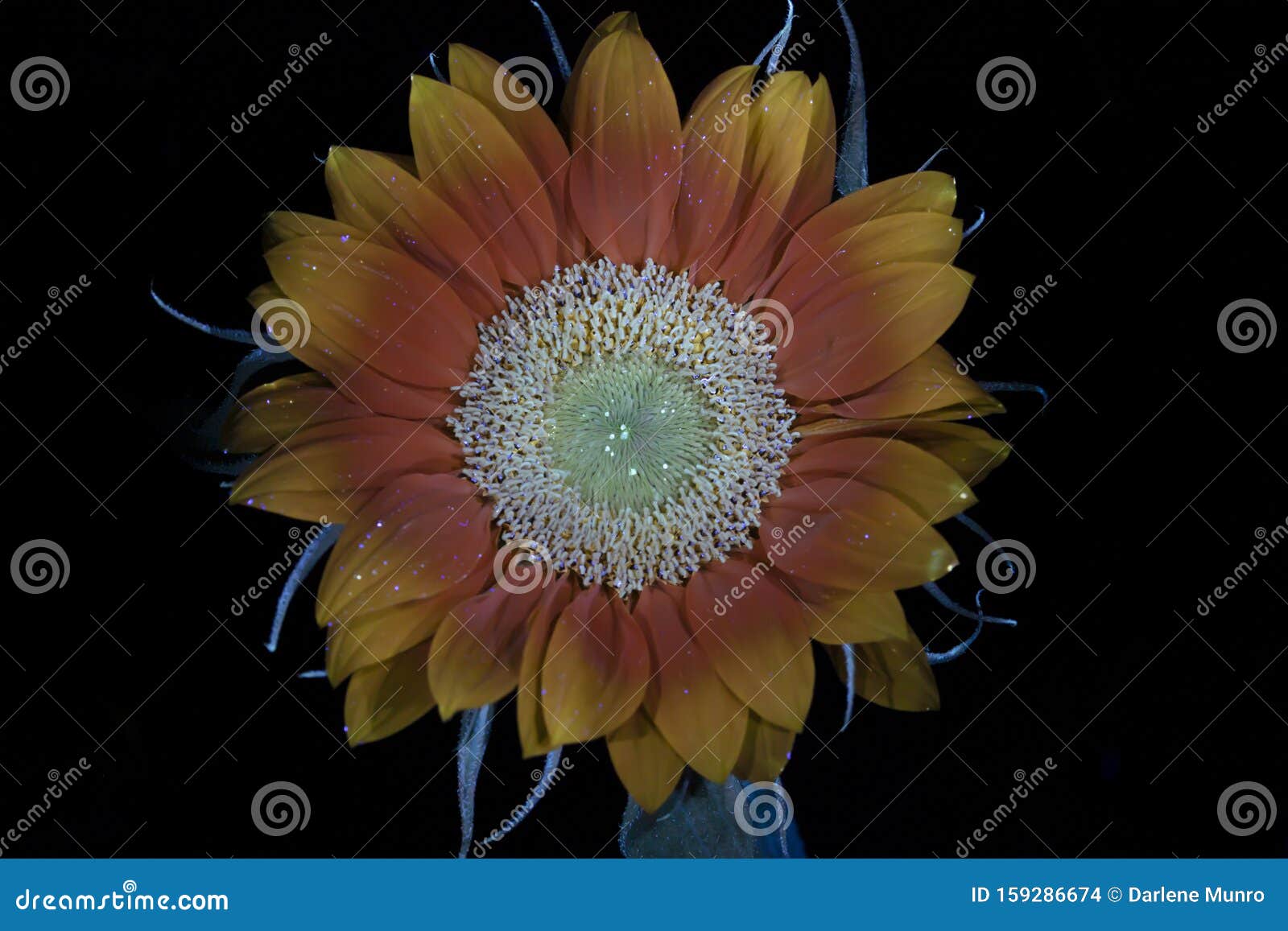 Ultraviolet UV Sunflower stock photo. Image of bright - 159286674