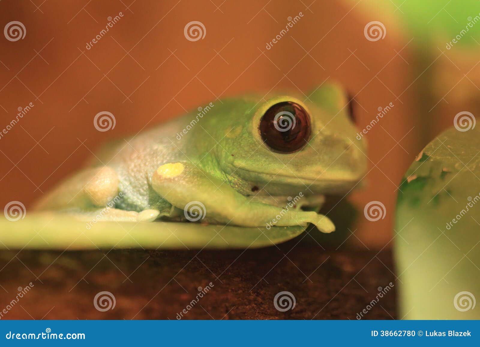 Uluguru forest tree frog stock photo. Image of leptopelis - 38662780