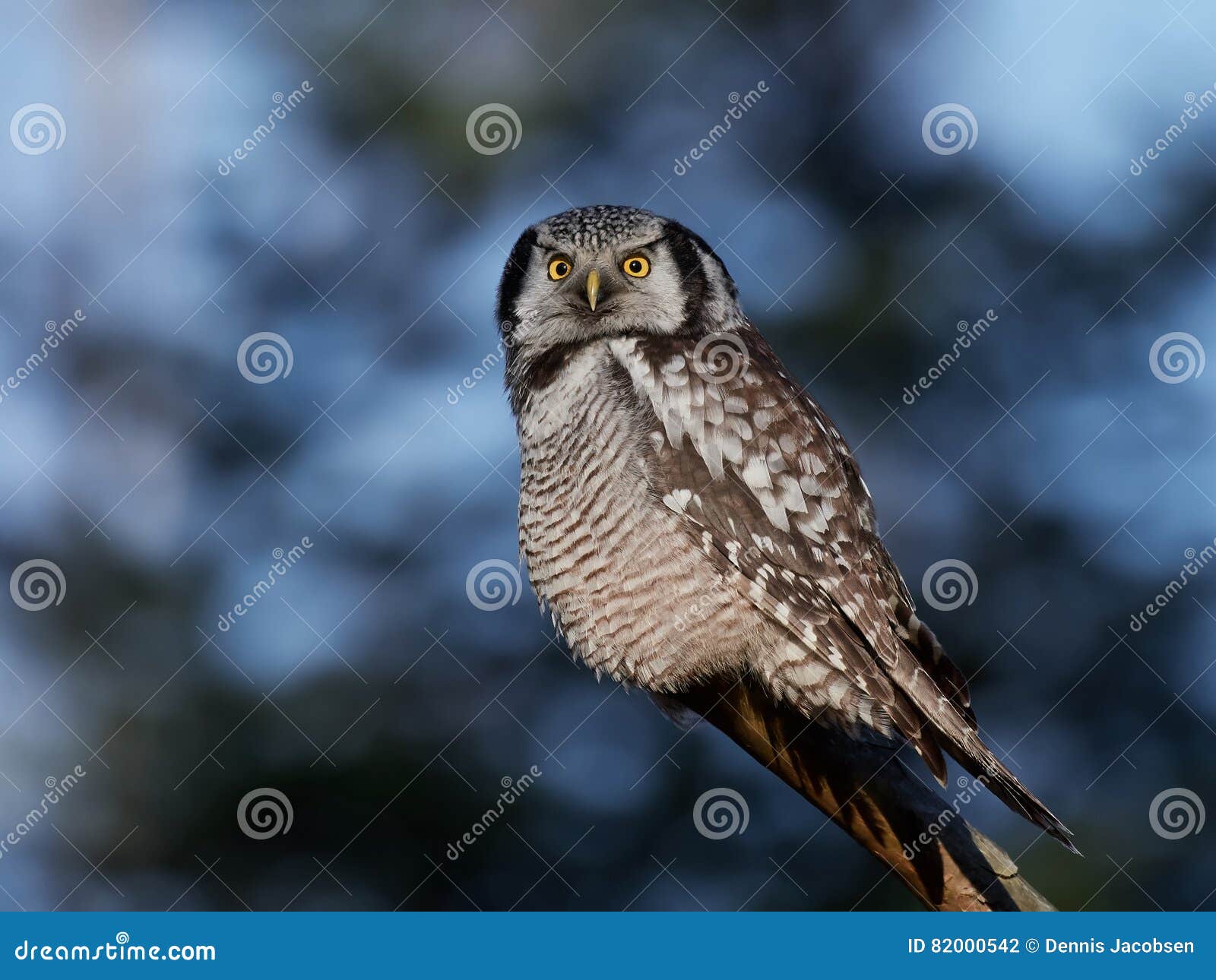 Ulula Nordico Di Surnia Dell'ulula Fotografia Stock - Immagine di gufo ...