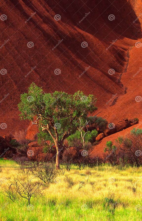 Uluru and tree editorial stock photo. Image of outdoor - 8347503