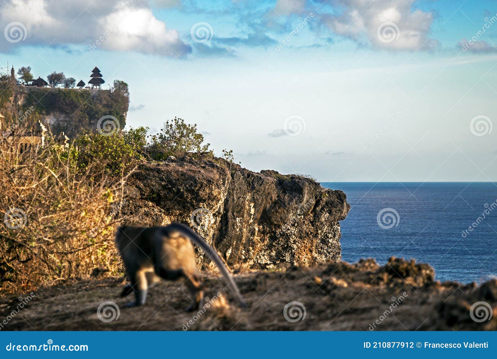 Uluwatu Monkey Perched On The Ledge Overlooking The Temple On The Cliff ...