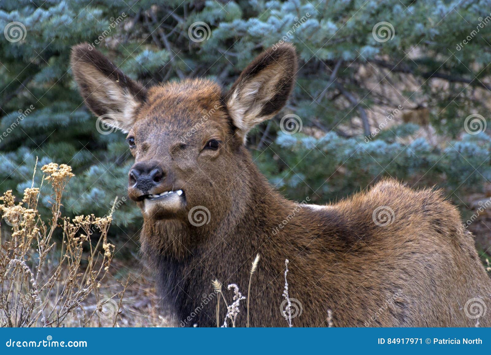 Um alce feliz imagem de stock. Imagem de parque, nave - 84917971