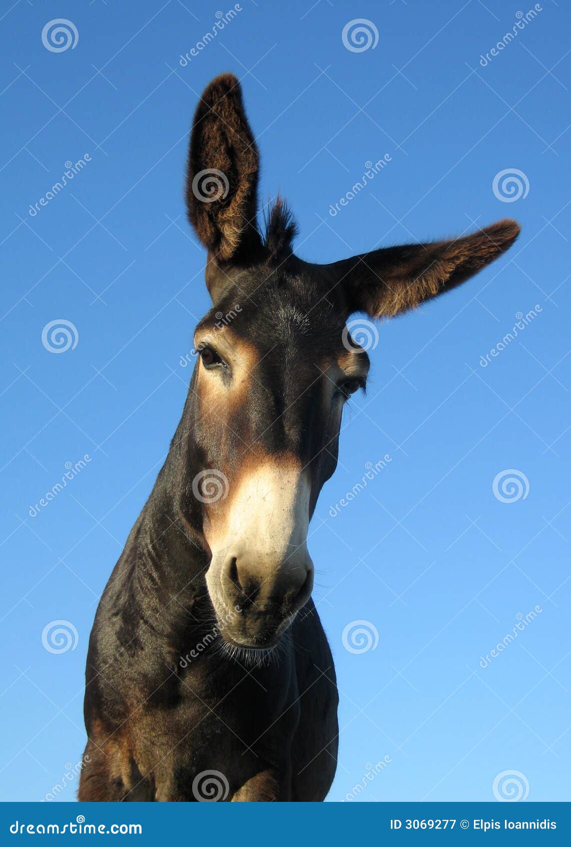 Um asno imagem de stock. Imagem de exterior, animal, nave - 3069277