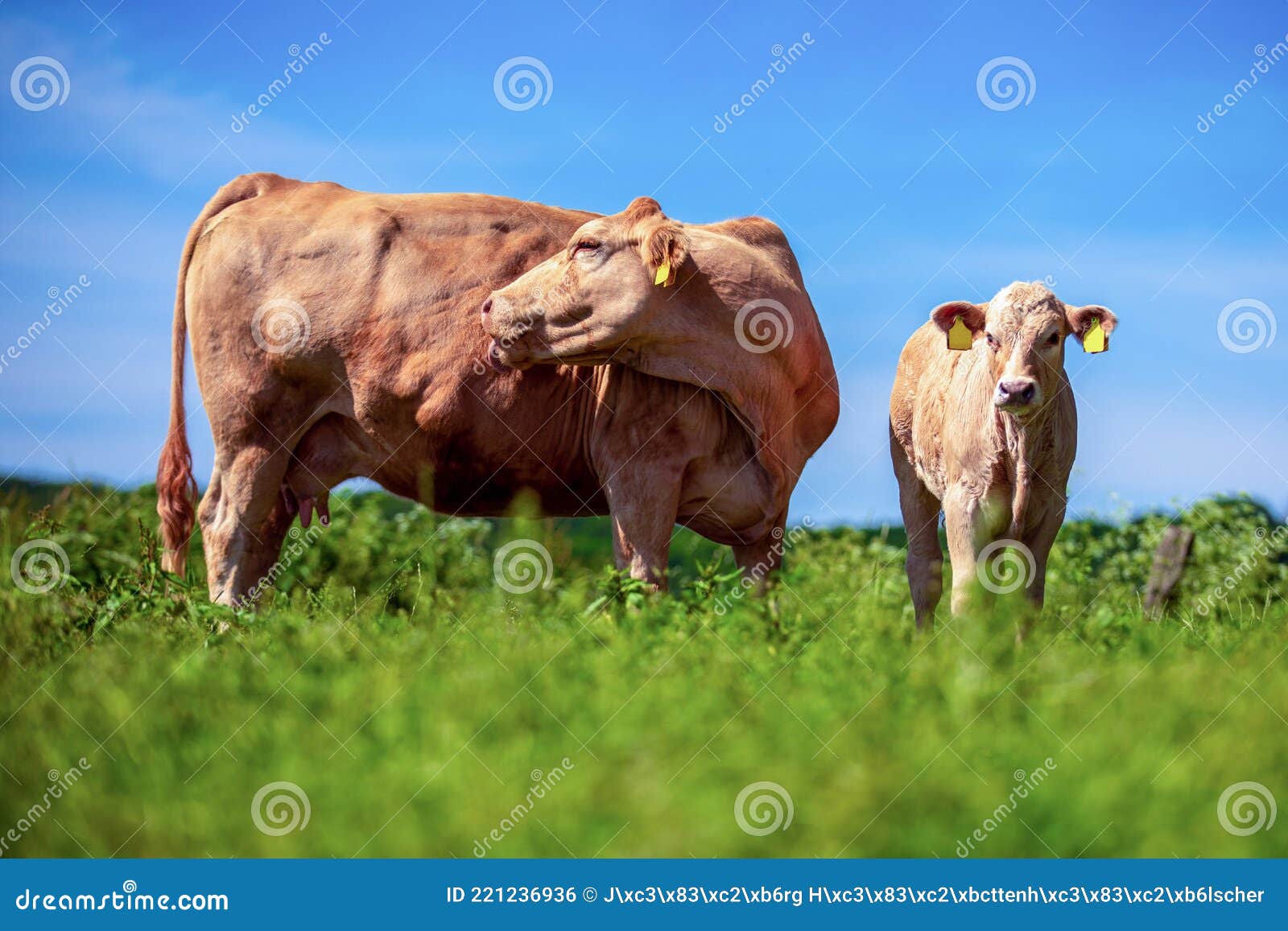 Um Bezerro E Uma Vaca Ficam Num Prado Foto de Stock - Imagem de terra ...
