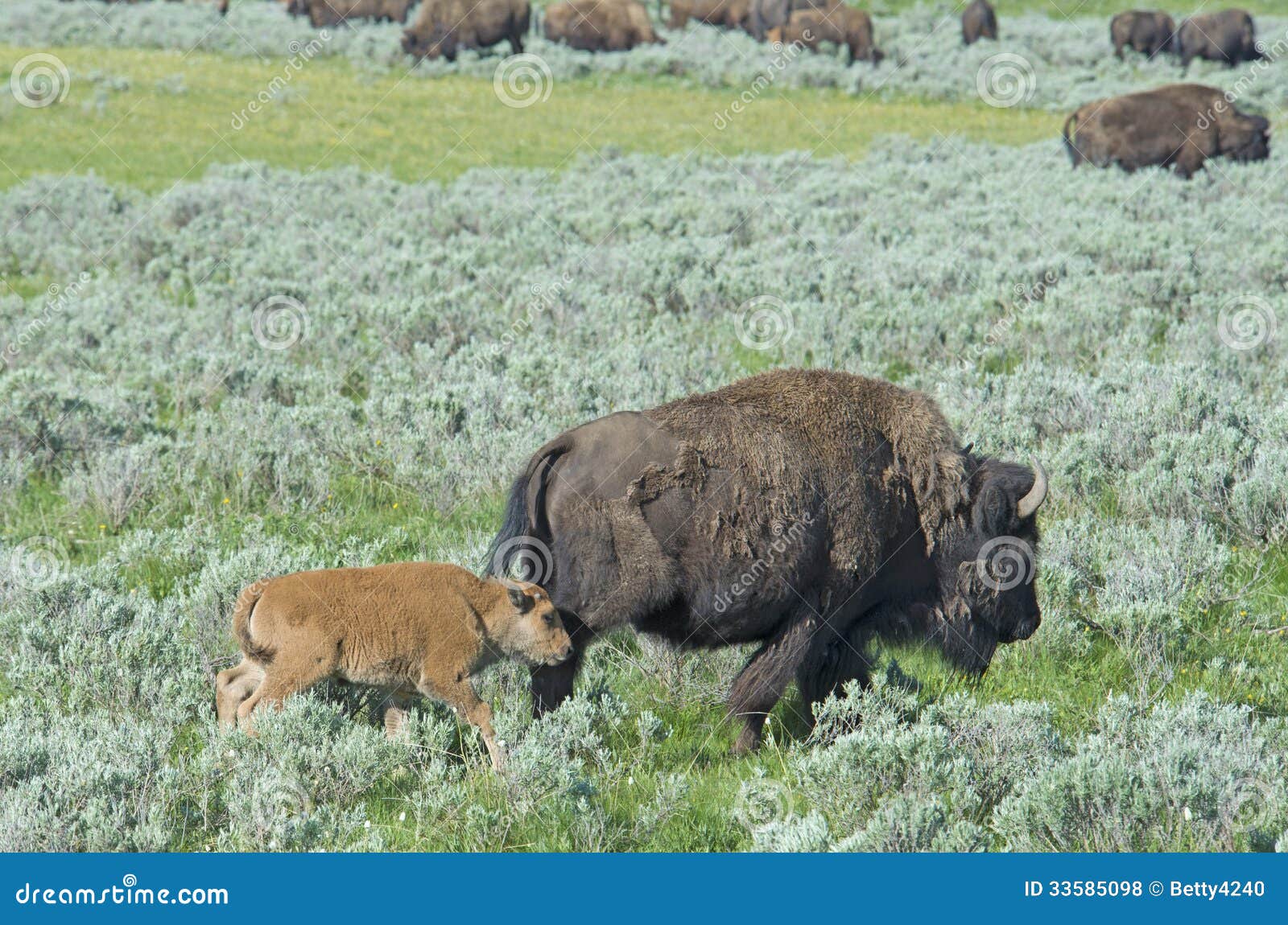 Um Bisonte Do Bebê Salta Em Torno De Um Campo. Foto de Stock - Imagem ...