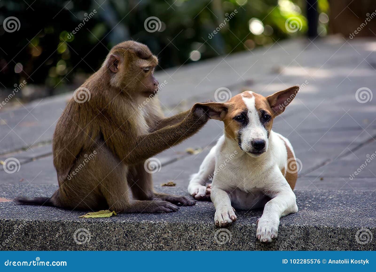 Um Cão Pequeno Com Um Macaco Foto de Stock - Imagem de alaranjado ...