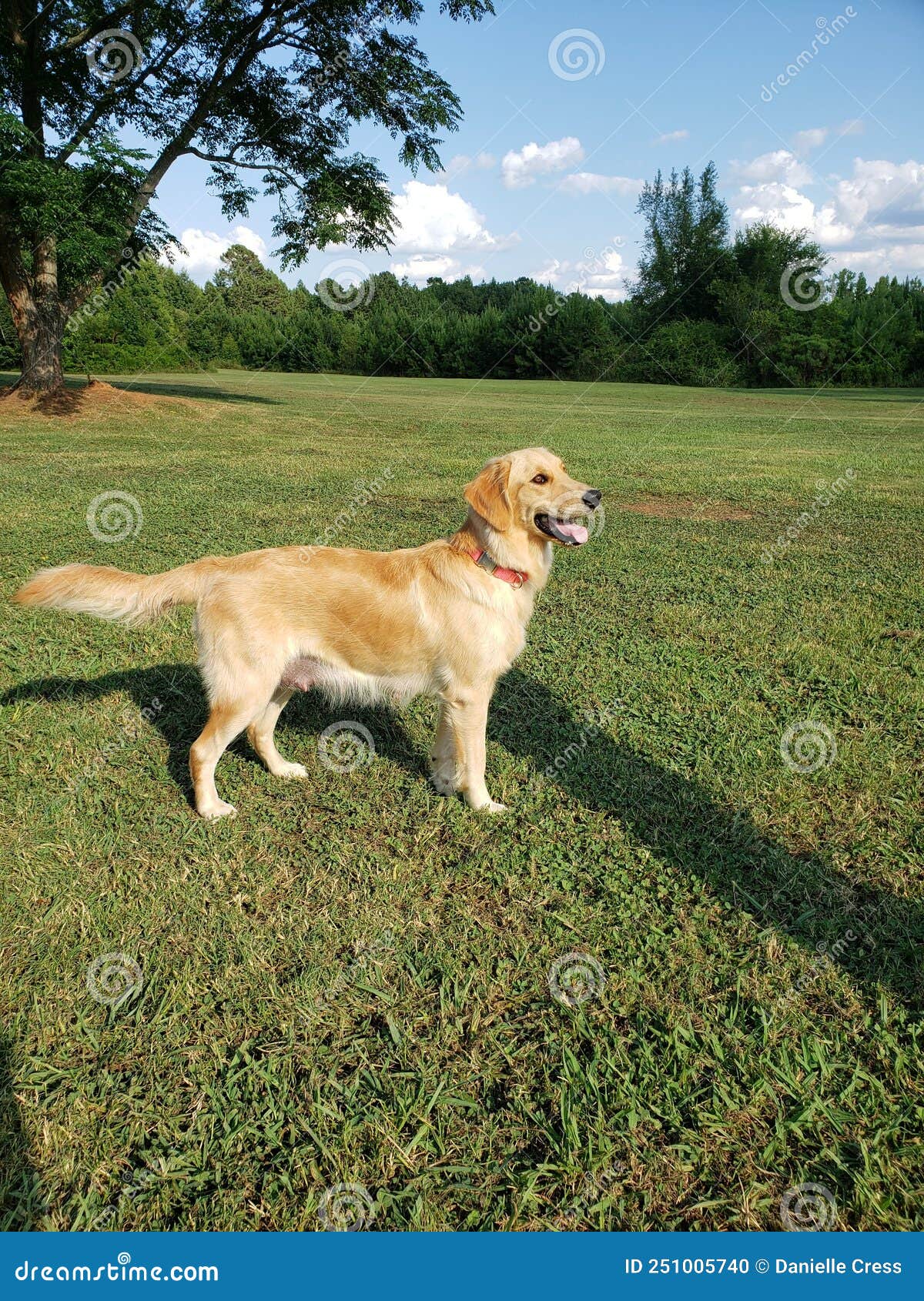 Um cachorro muito feliz foto de stock. Imagem de recuperador - 251005740