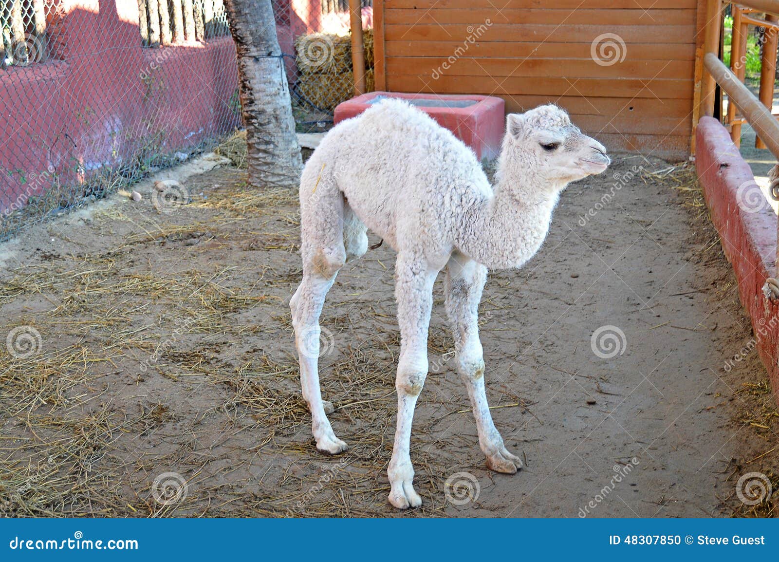 Um camelo novo foto de stock. Imagem de cerca, animal - 48307850