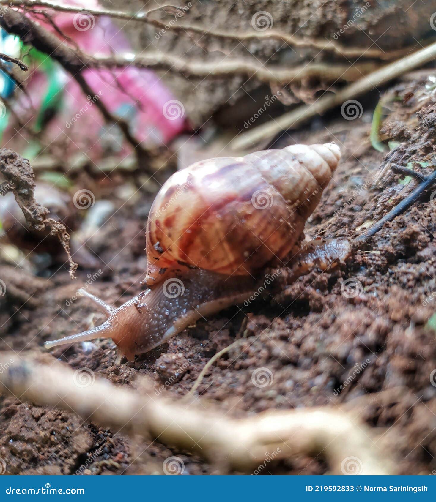 Um Caracol Terrestre Rastejante Imagem de Stock - Imagem de animal ...