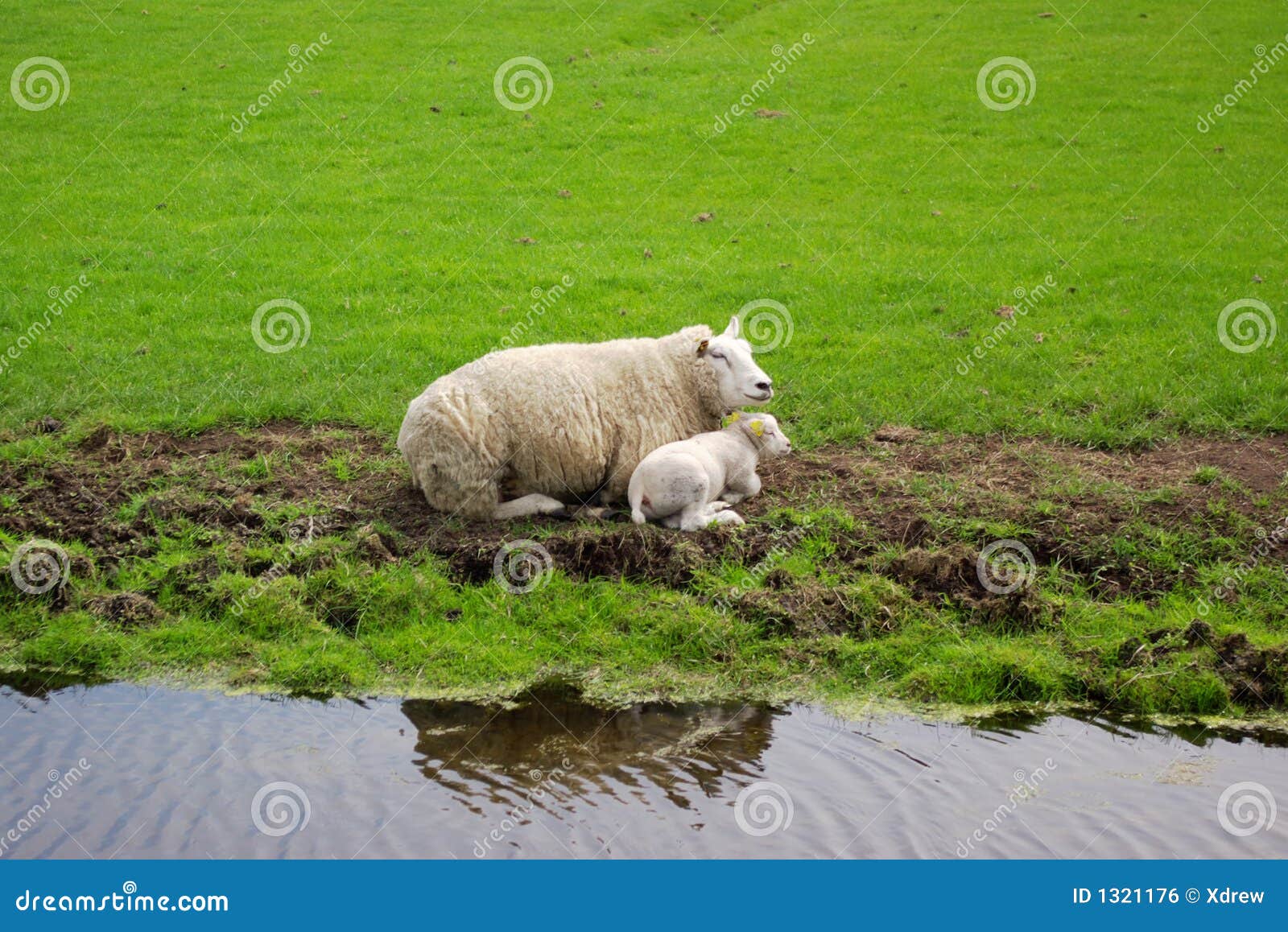 Um carneiro e sua criança foto de stock. Imagem de gado - 1321176