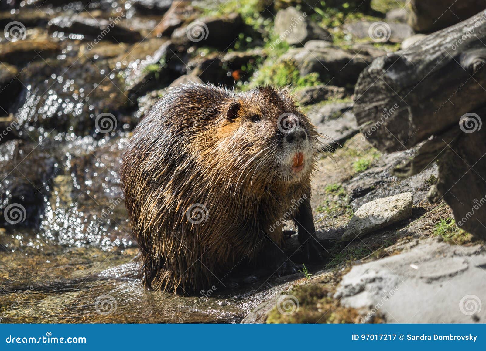 Um castor imagem de stock. Imagem de verde, retrato, parque - 97017217