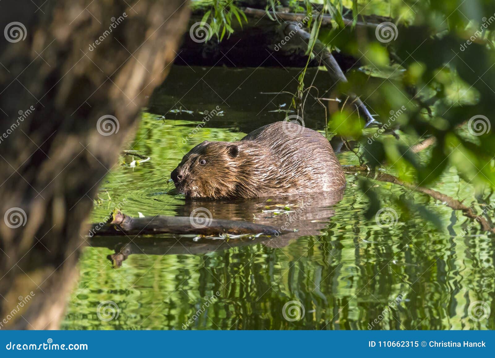 Um Castor Come As Folhas E Os Galhos Imagem de Stock - Imagem de ...