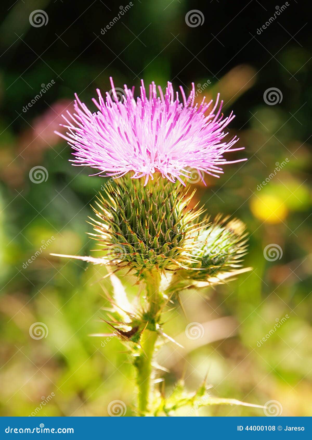 Um Close-up De Um Cardo Cor-de-rosa Foto de Stock - Imagem de detalhado ...
