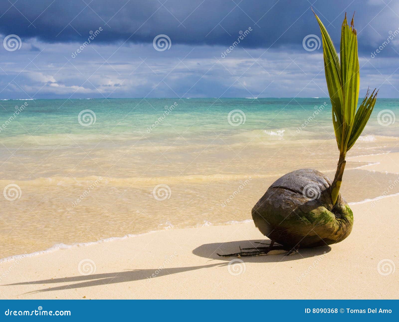 Um Coco Sprouting No Seashore Foto de Stock - Imagem de sobrevivência ...