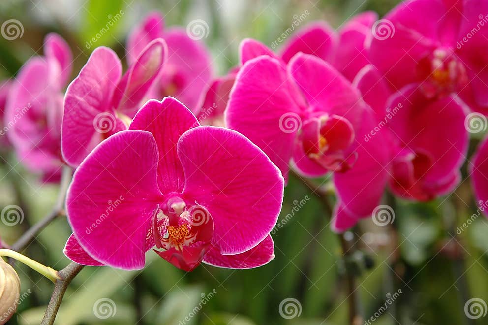 Um Conjunto De Orquídeas Cor-de-rosa Imagem de Stock - Imagem de ...
