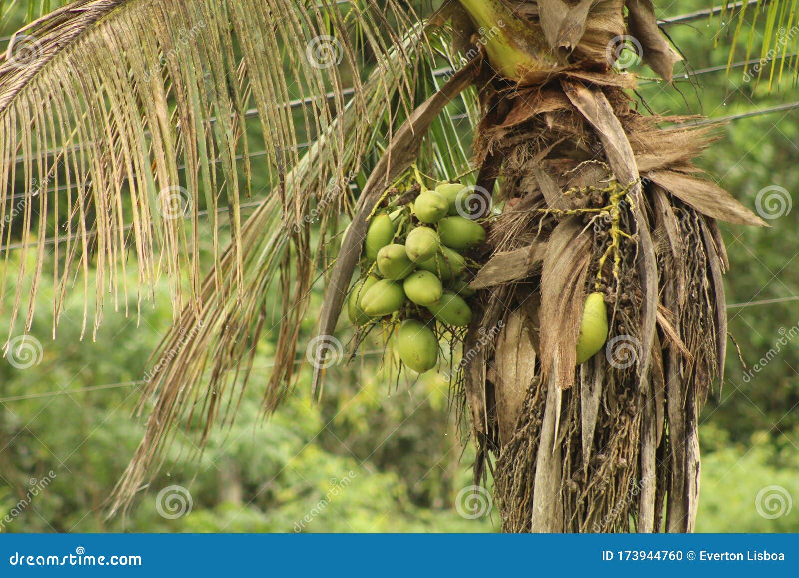Um coqueiro no litoral stock photo. Image of brazil - 173944760