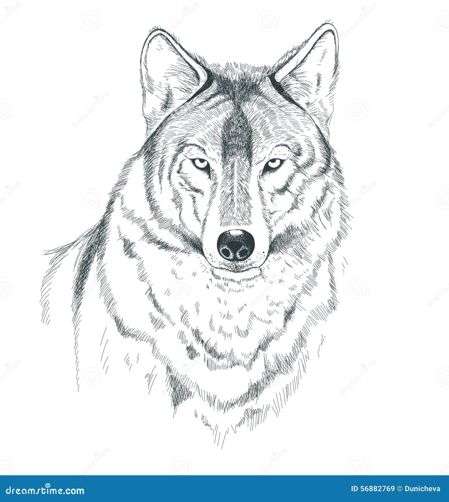 Um esboço de um lobo ilustração do vetor. Ilustração de arte - 56882769