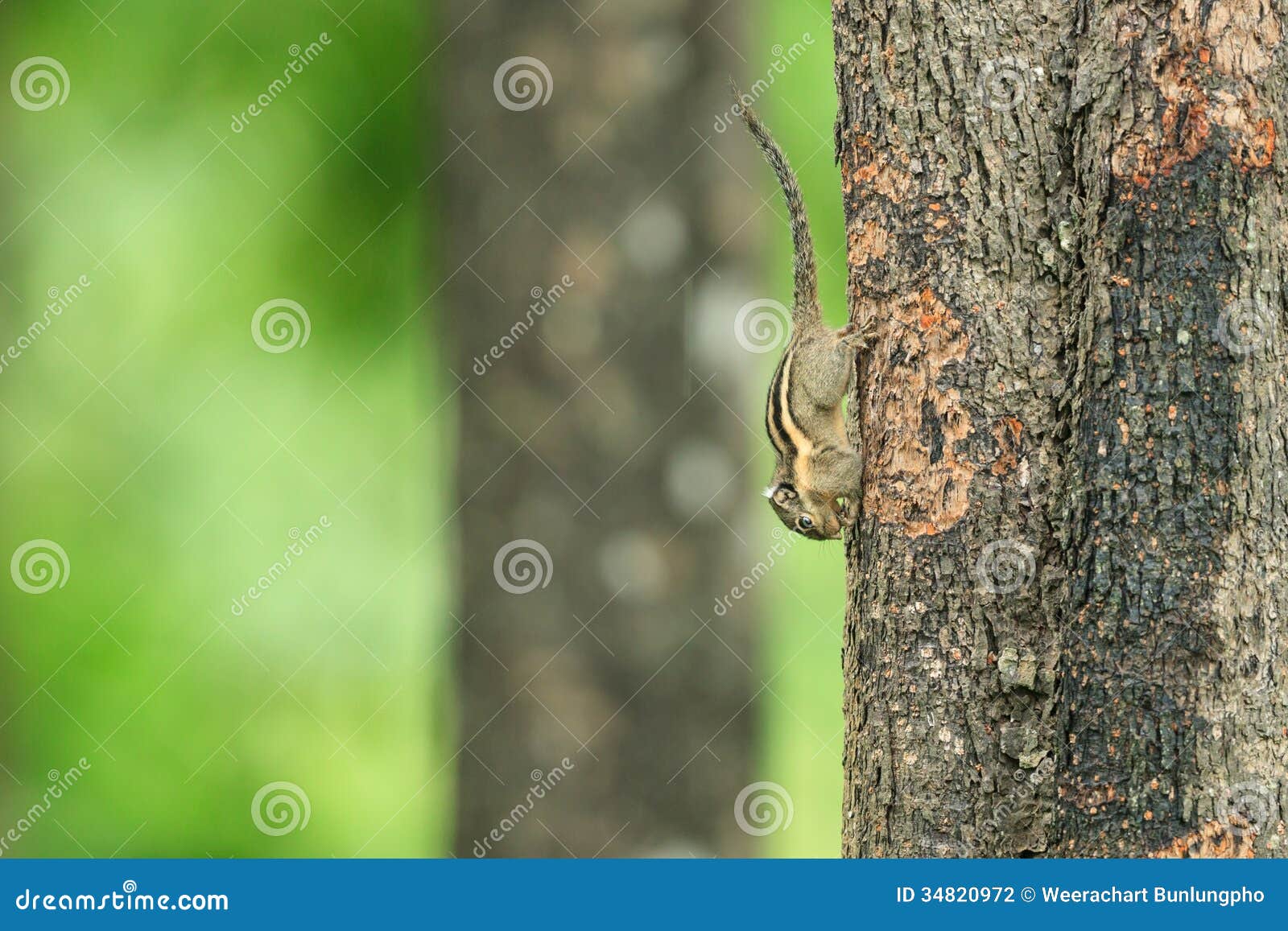 Um Esquilo Listrado Que Come a Casca Exterior Foto de Stock - Imagem de ...