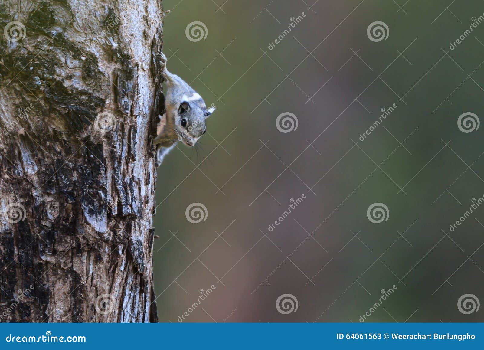 Um Esquilo Listrado Que Come a Casca Exterior Imagem de Stock - Imagem ...