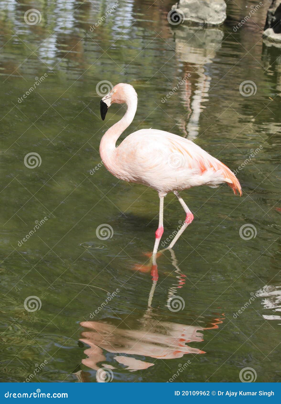 Um Flamingo Bonito Em Uma Lagoa Foto de Stock - Imagem de leve, quatro ...