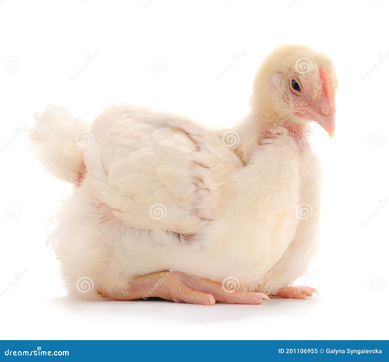 Um Frango Ou Frangos De Carne Jovens Imagem de Stock - Imagem de bebê ...