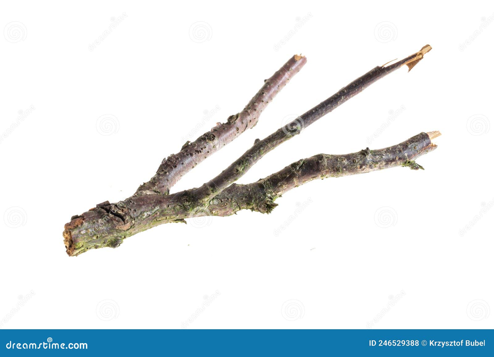 Um Galho Com Um Pano De Fundo Branco Isolado Foto de Stock - Imagem de ...