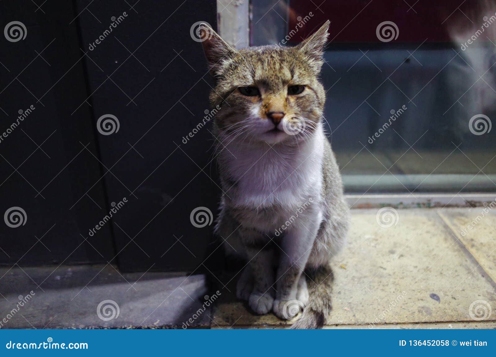 Um gato triste foto de stock. Imagem de assento, noite - 136452058