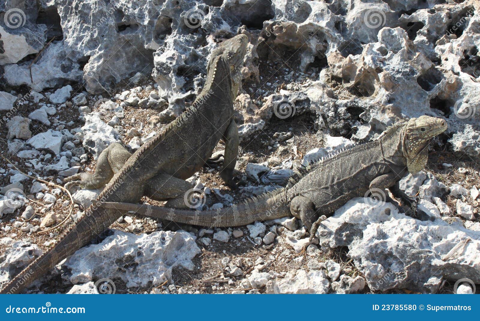 Um grande lagarto foto de stock. Imagem de reptilian - 23785580