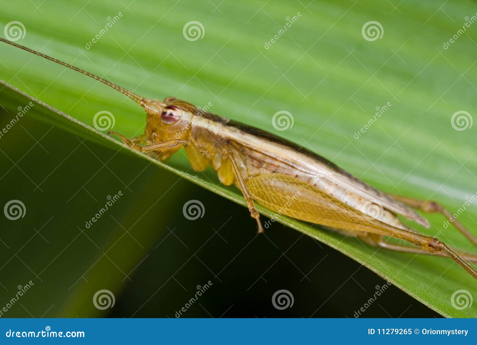 Um Grilo Marrom Em Uma Lâmina De Grama Imagem de Stock - Imagem de nave ...