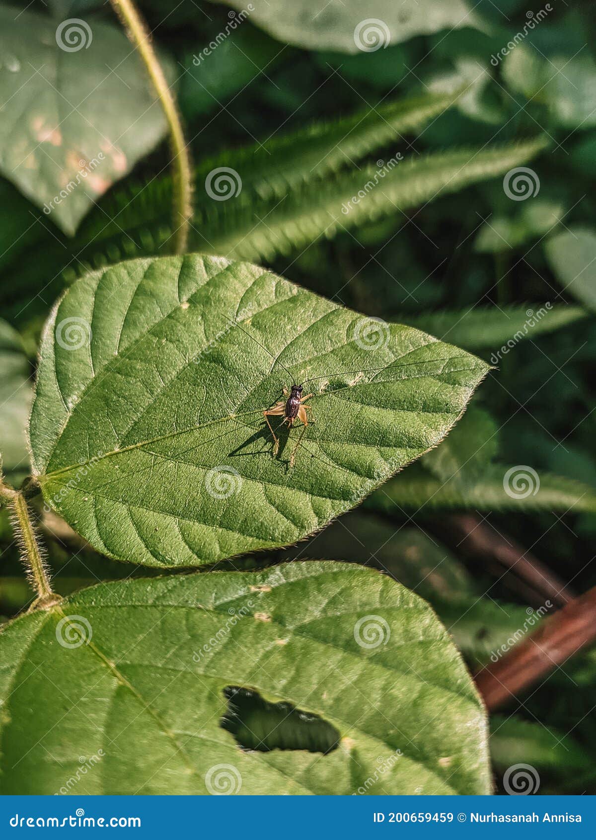 Um Grilo Marrom Sobre Folhas Verdes Imagem de Stock - Imagem de ...