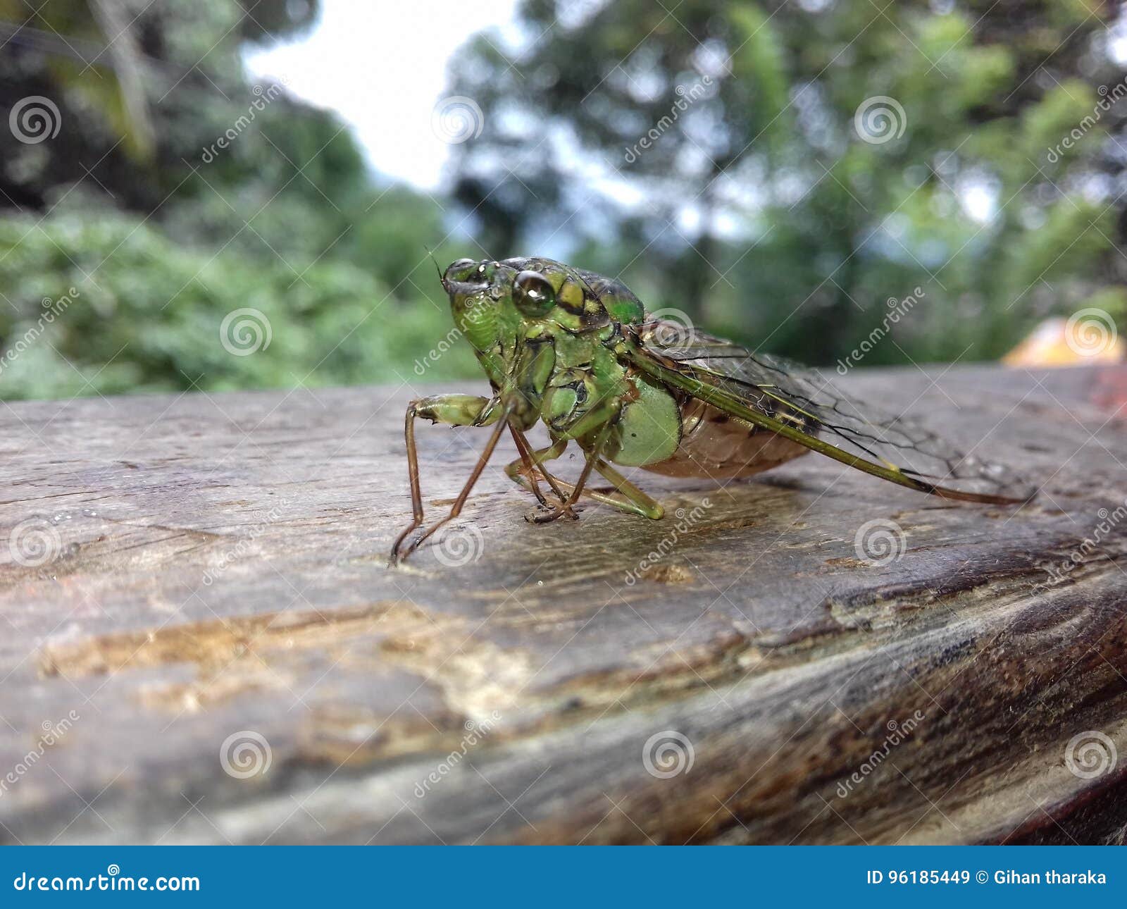 Um grilo verde imagem de stock. Imagem de verde, grilo - 96185449