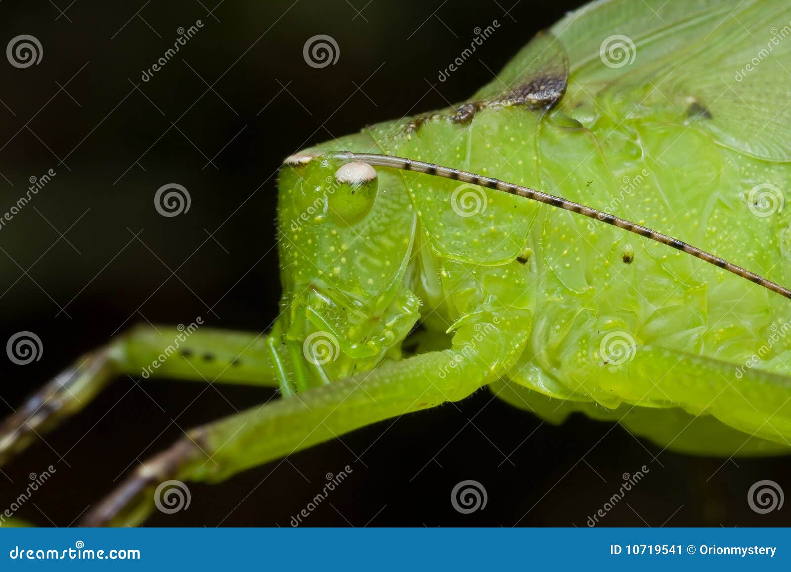 Um Grilo Verde Do Katydid/arbusto Imagem de Stock - Imagem de ...