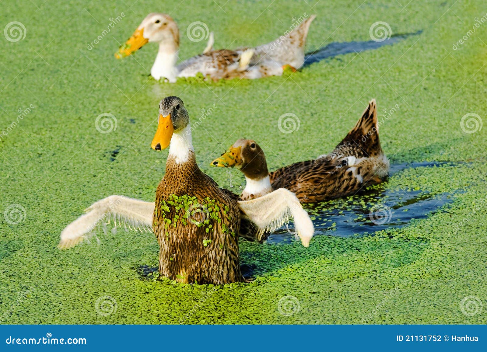 Um grupo de pato foto de stock. Imagem de nave, fauna - 21131752