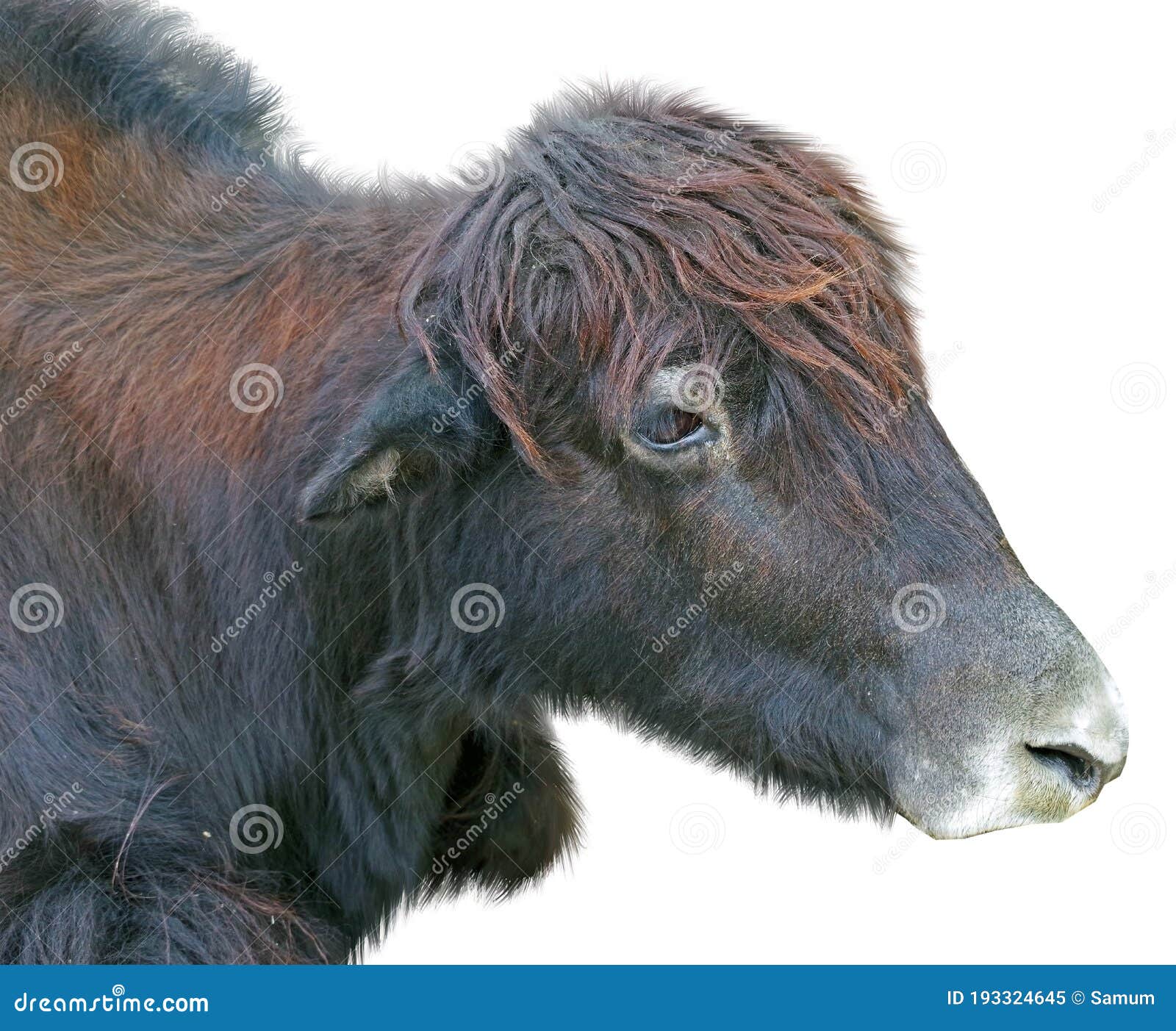 Um Iaque Mongol Grande E Bonito Em Branco Imagem de Stock - Imagem de ...