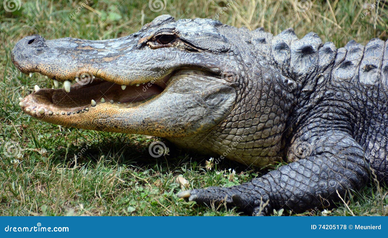 Um jacaré foto de stock. Imagem de reino, jacaré, exterior - 74205178